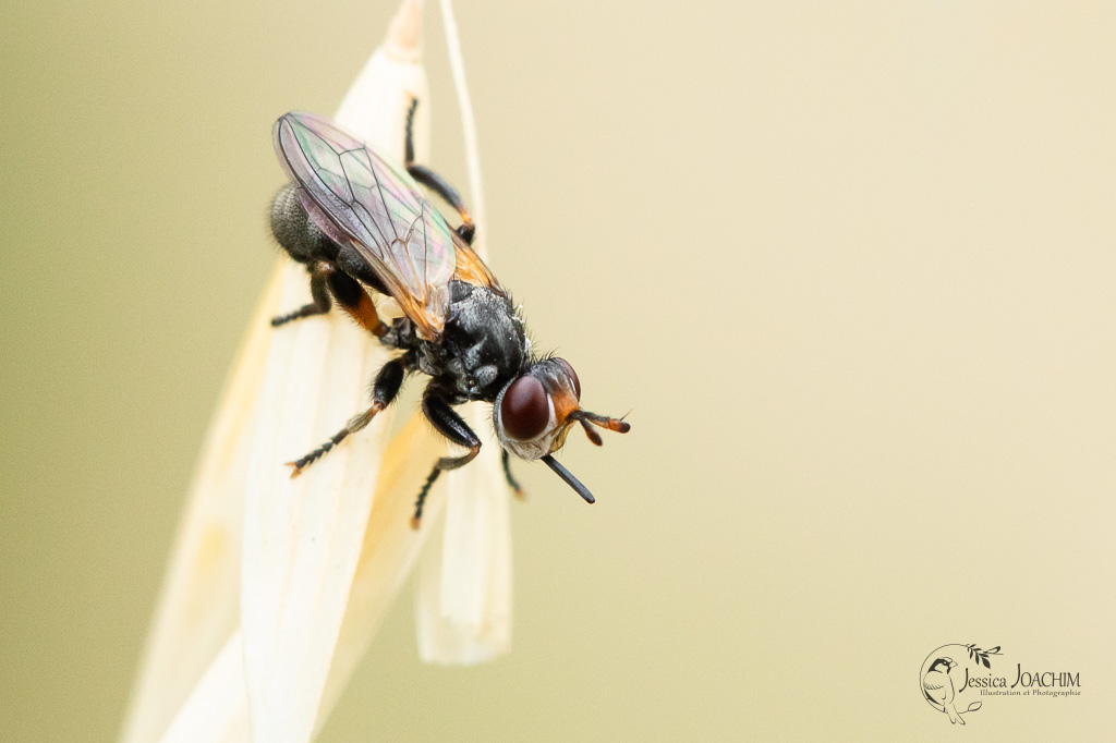 Thecophora sp - Les carnets nature de Jessica - Photographie et ...