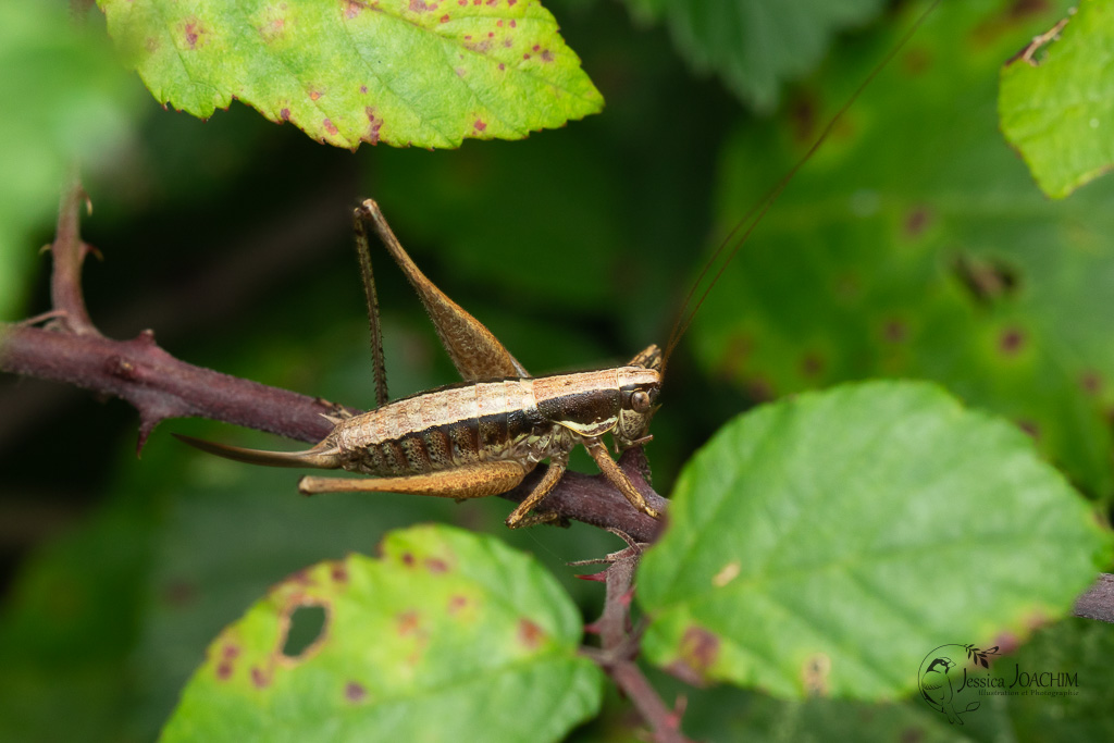 Yersinelle frêle (Yersinella raymondii) - Les carnets nature de Jessica ...