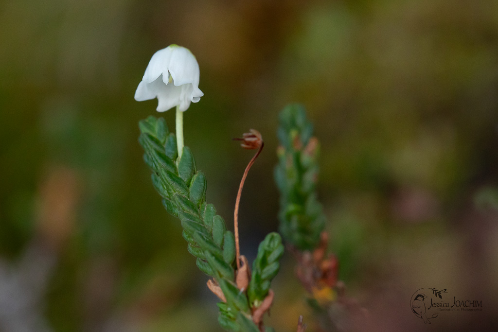 Cassiope tétragone (Cassiope tetragona) - Les carnets nature de Jessica ...