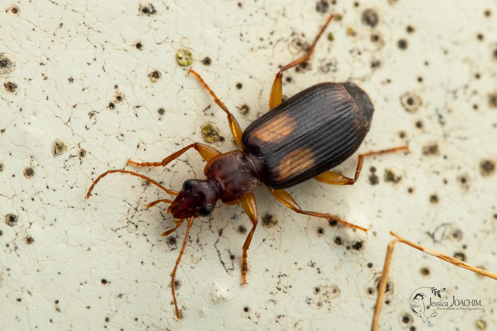 Dromius agilis - Les carnets nature de Jessica - Photographie et ...