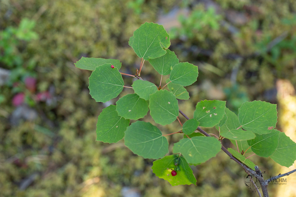 Tremble (Populus tremula) - Les carnets nature de Jessica ...