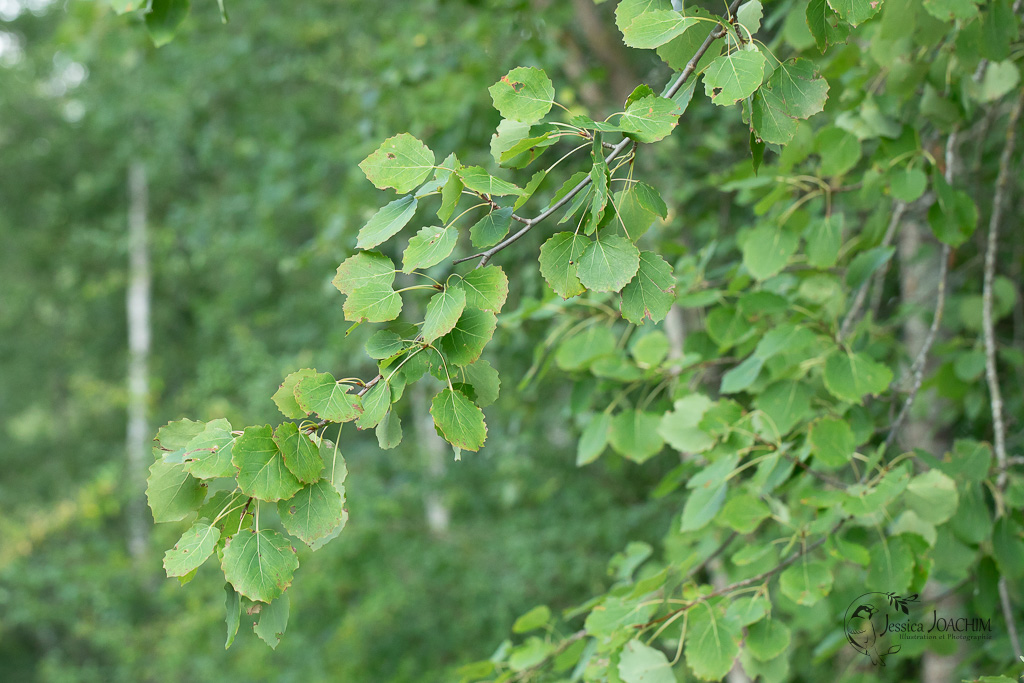 Tremble (Populus tremula) - Les carnets nature de Jessica ...