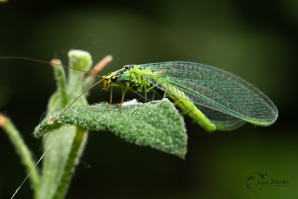 Chrysopa walkeri - Les carnets nature de Jessica - Photographie et ...