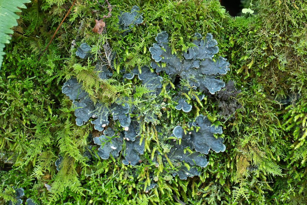 Peltigera horizontalis - Les carnets nature de Jessica - Photographie ...