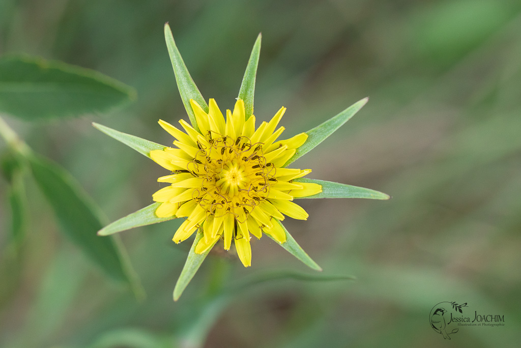 Salsifis douteux (Tragopogon dubius) - Les carnets nature de Jessica ...