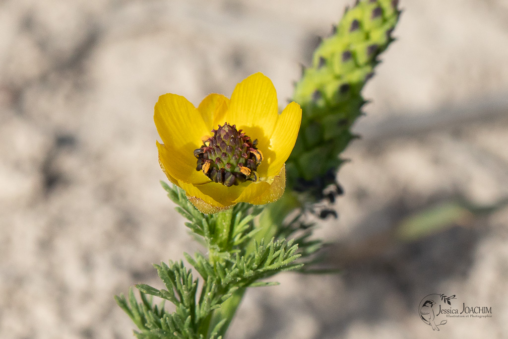 Adonis à petits fruits (Adonis microcarpa) - Les carnets nature de ...