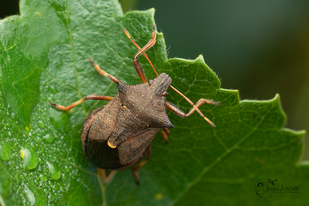 Picromerus bidens - Les carnets nature de Jessica - Photographie et ...