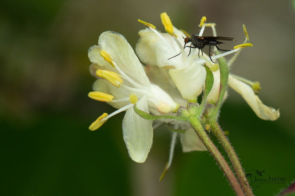 Camérisier à balais (Lonicera xylosteum) - Les carnets nature de ...