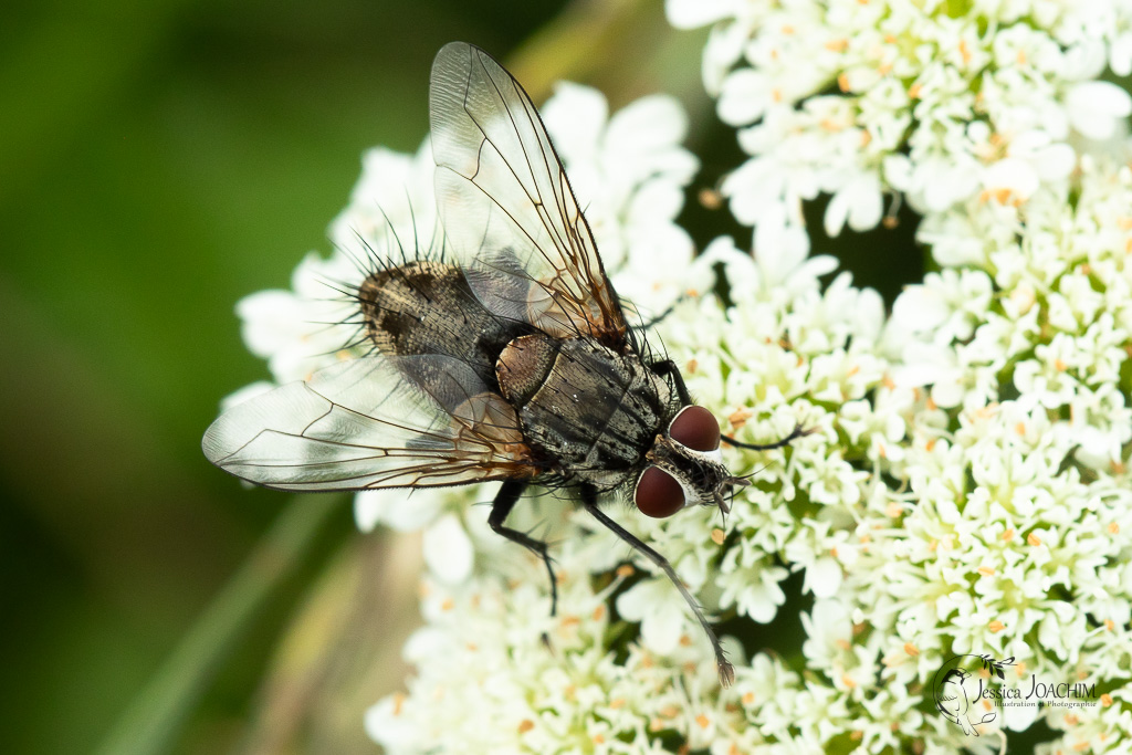Bithia sp - Les carnets nature de Jessica - Photographie et ...