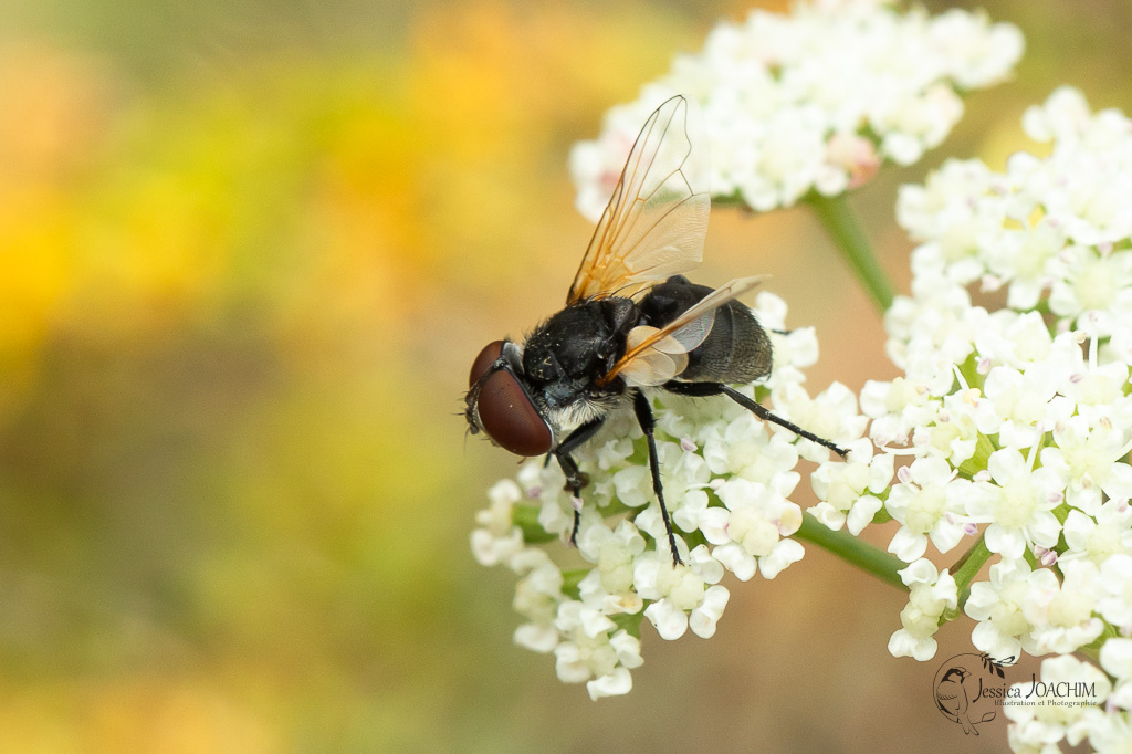 Elomya lateralis - Les carnets nature de Jessica - Photographie et ...