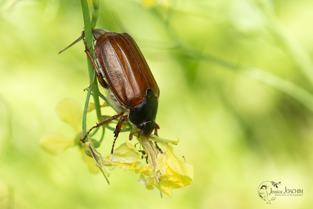 Hanneton commun (Melolontha melolontha) - Les carnets nature de Jessica ...