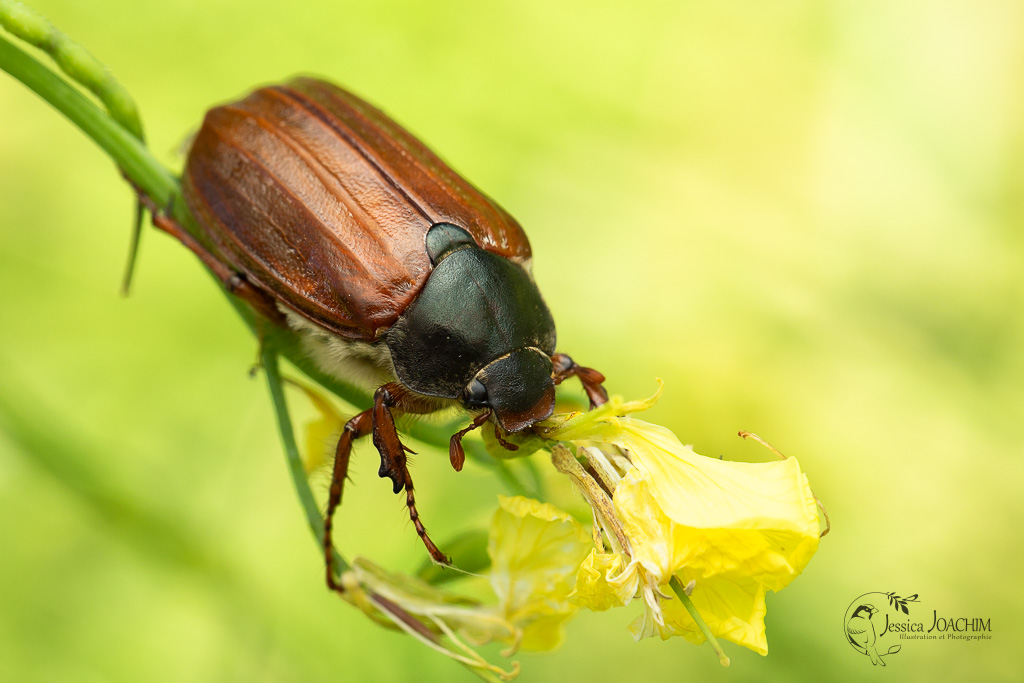Hanneton commun (Melolontha melolontha) - Les carnets nature de Jessica ...