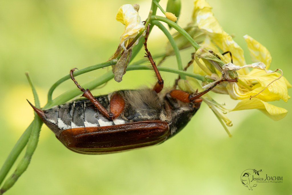 Hanneton commun (Melolontha melolontha) - Les carnets nature de Jessica ...