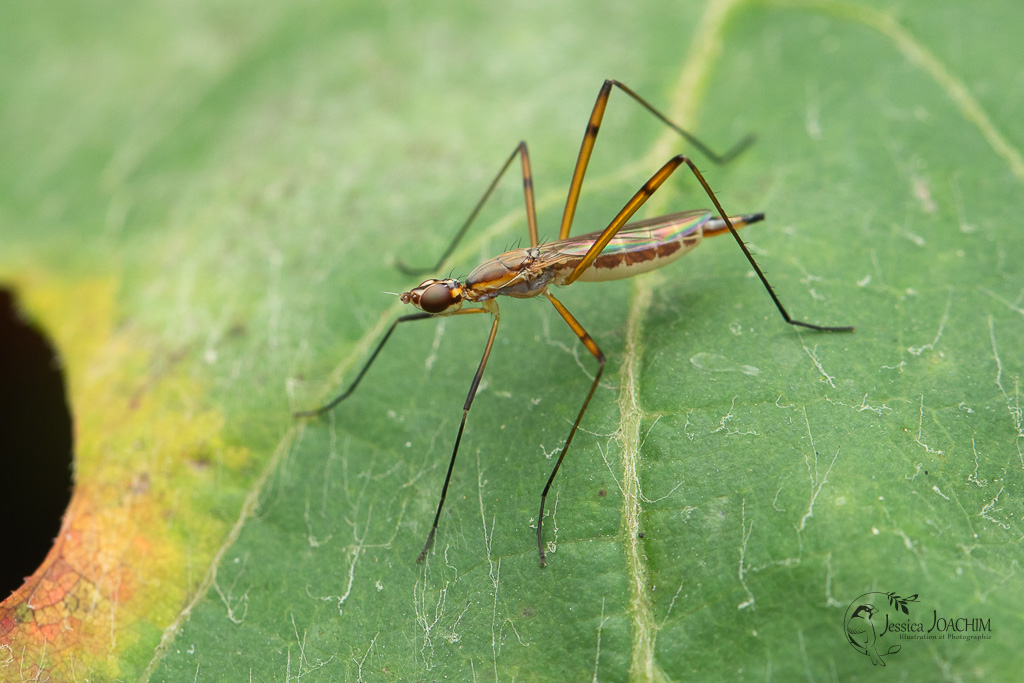 Micropeza lateralis - Les carnets nature de Jessica - Photographie et ...