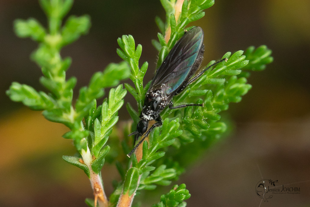 Dilophus febrilis - Les carnets nature de Jessica - Photographie et ...