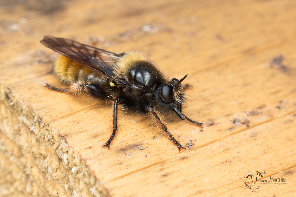 Laphria flava - Les carnets nature de Jessica - Photographie et illustration naturaliste