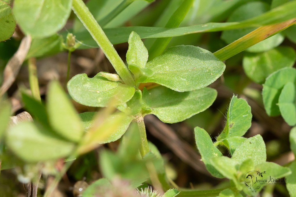 Mouron des champs (Lysimachia arvensis) - Les carnets nature de Jessica ...