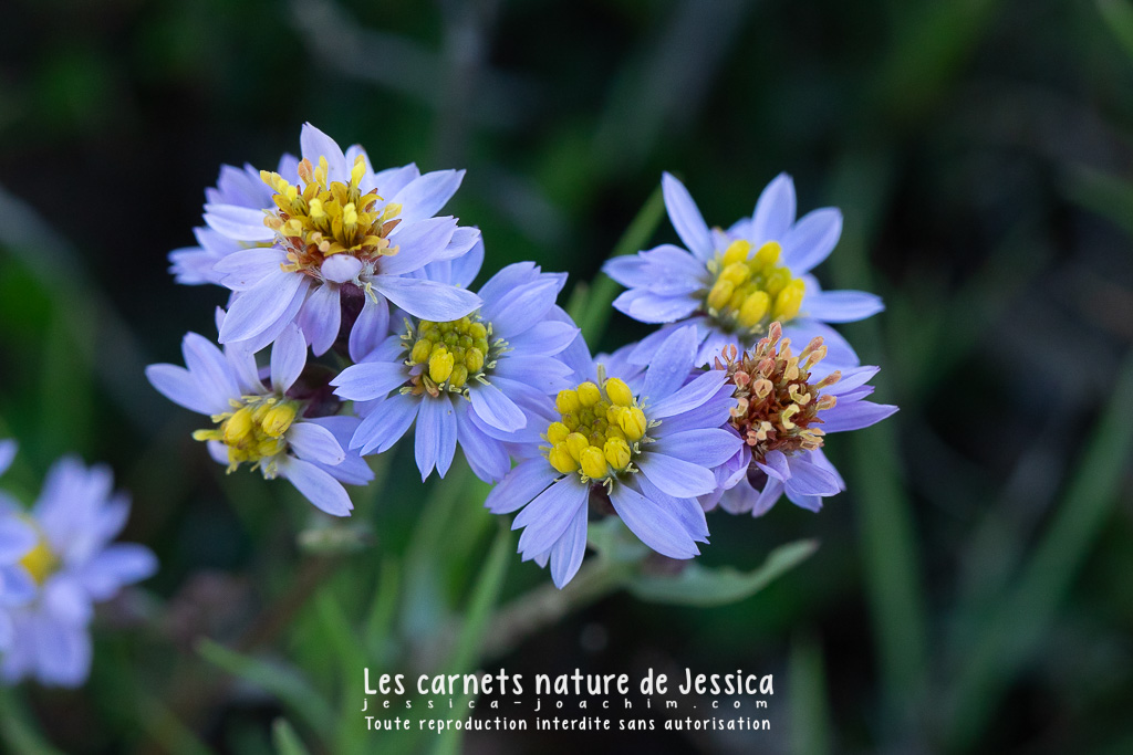Aster maritime (Tripolium pannonicum) - Les carnets nature de Jessica ...