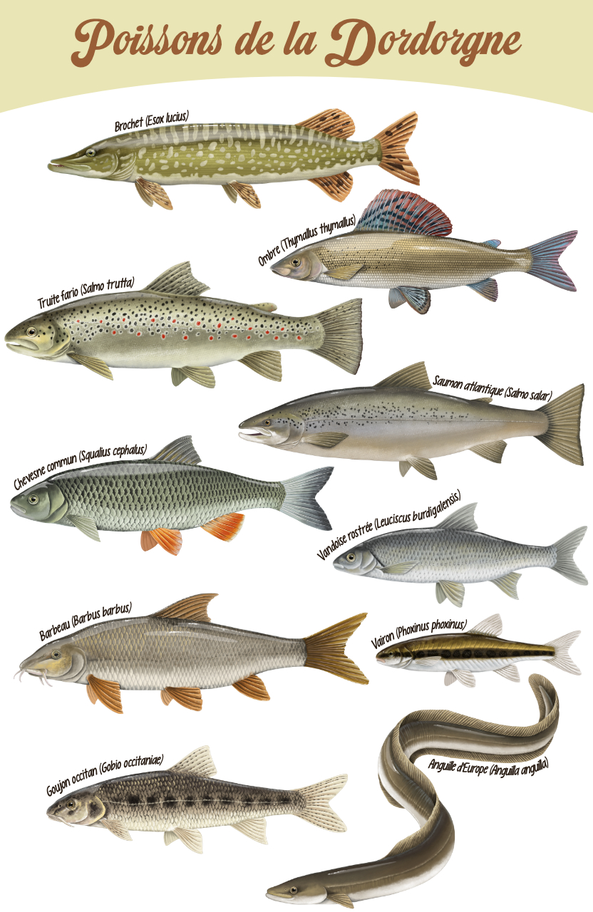 Poissons - Les carnets nature de Jessica - Photographie et illustration ...