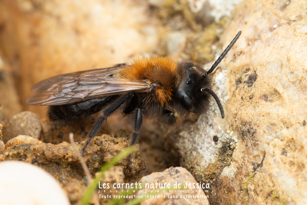 Andrena thoracica - Les carnets nature de Jessica - Photographie et ...