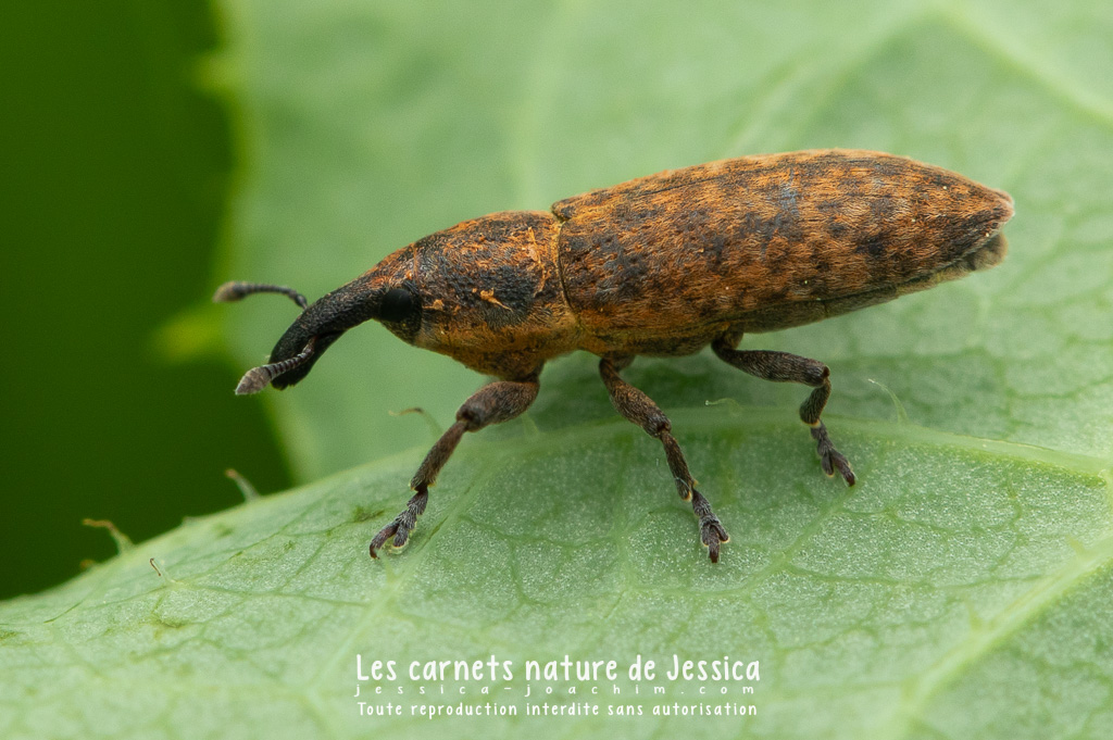 Lixus brevipes - Les carnets nature de Jessica - Photographie et ...