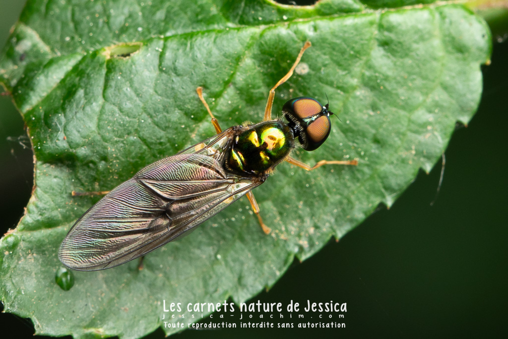 Sargus harderseni - Les carnets nature de Jessica - Photographie et ...