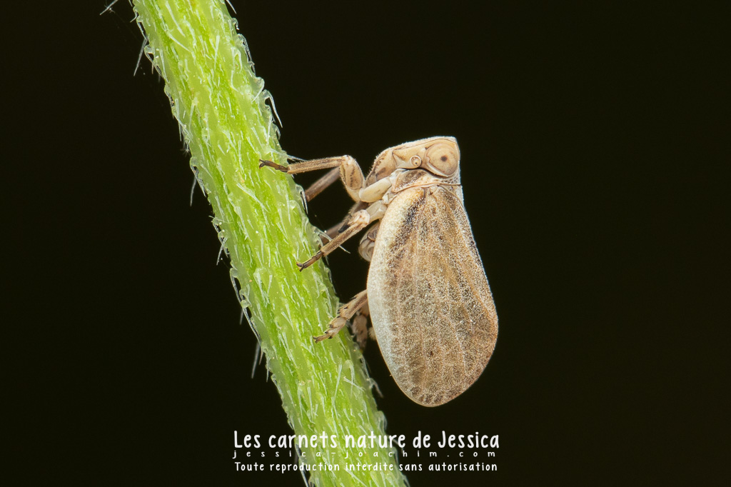 Agalmatium sp - Les carnets nature de Jessica - Photographie et ...
