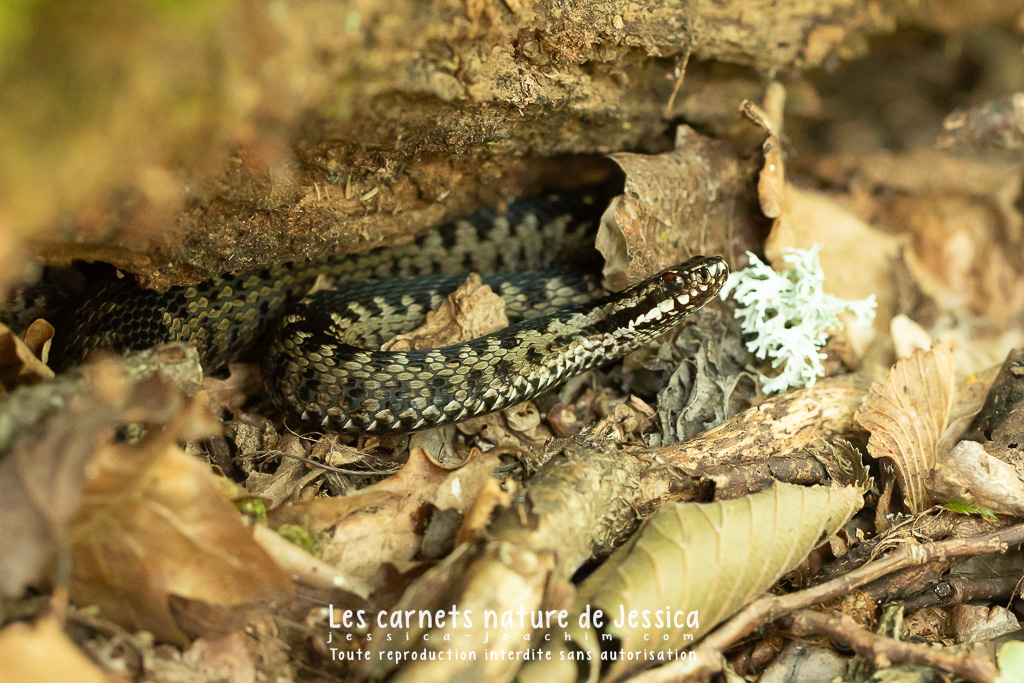 Vipère péliade (Vipera berus) - Les carnets nature de Jessica ...